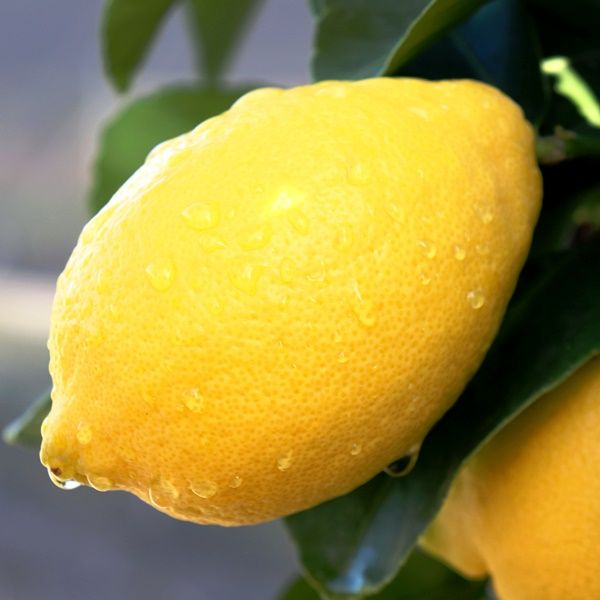 Citrus x limon Lemon 'Eureka' - Warners Nurseries