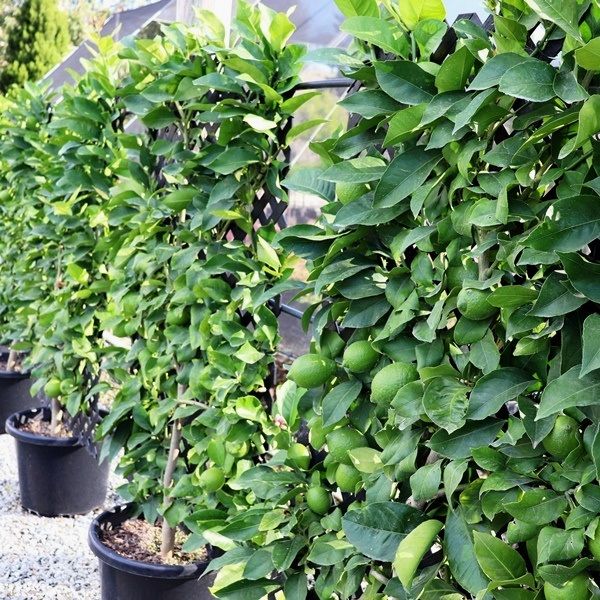 Citrus x limon Lemon 'Eureka' Trellis - Warners Nurseries