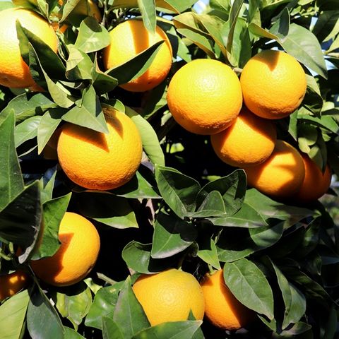 Citrus x sinensis Orange 'Mediterranean Sweet' - Warners Nurseries