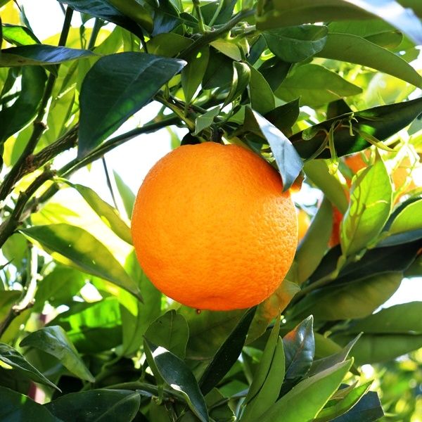 Citrus x sinensis Orange 'Mediterranean Sweet' - Warners Nurseries