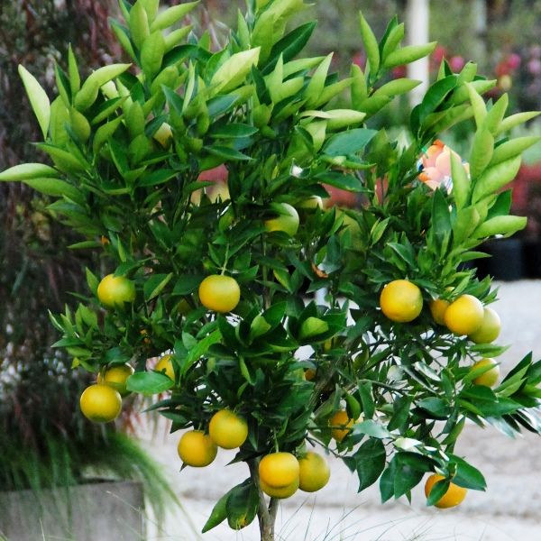 Citrus x sinensis Orange 'Mediterranean Sweet' - Warners Nurseries