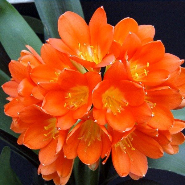 Clivia miniata 'Belgian Hybrid' - Warners Nurseries