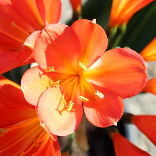 Clivia miniata 'Belgian Hybrid' - Warners Nurseries