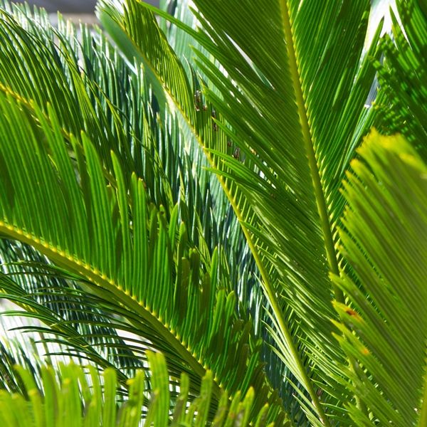 Cycas revoluta - Warners Nurseries