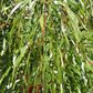 Acacia cognata 'Copper Tips' - Warners Nurseries