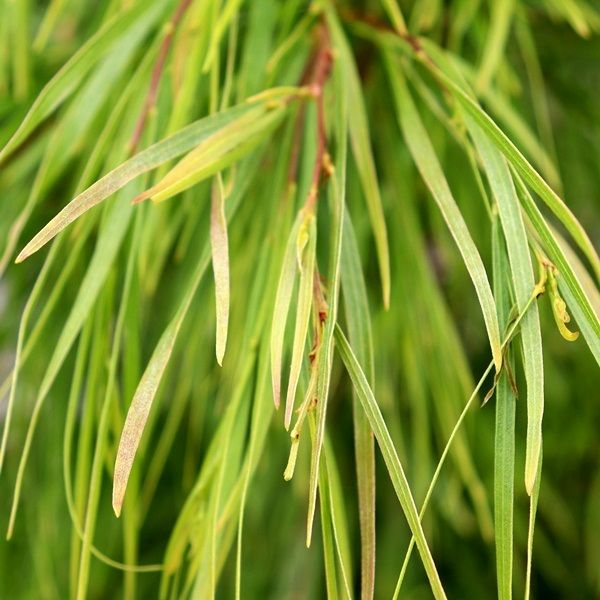 Acacia cognata 'Greenscreen' pbr - Warners Nurseries