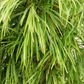 Acacia cognata 'Greenscreen' pbr - Warners Nurseries