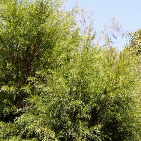 Acacia cognata 'Greenscreen' pbr - Warners Nurseries