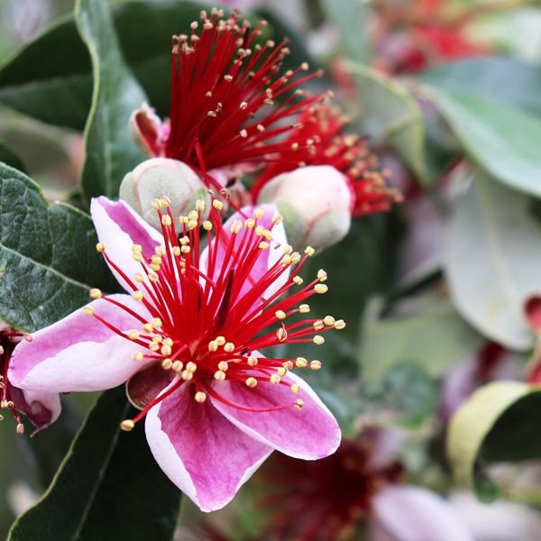 Acca sellowiana (Feijoa) - Warners Nurseries
