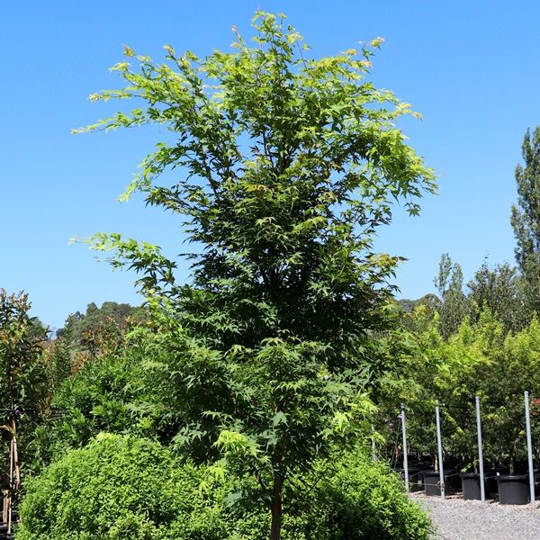 Acer palmatum 'Senkaki' - Warners Nurseries