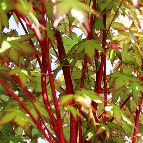 Acer palmatum 'Senkaki' - Warners Nurseries