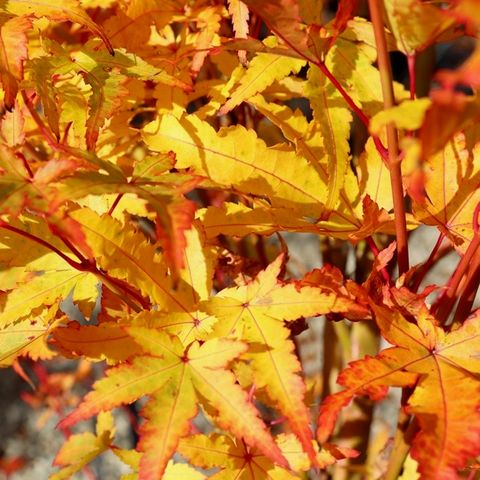 Acer palmatum 'Senkaki' - Warners Nurseries