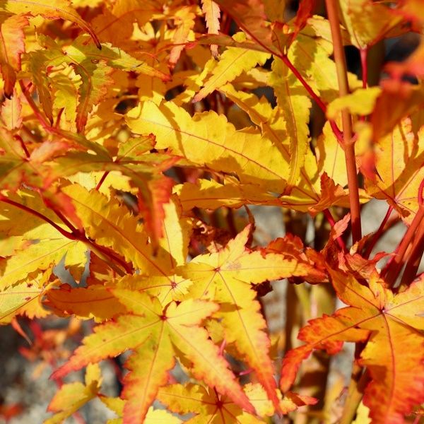 Acer palmatum 'Senkaki' - Warners Nurseries