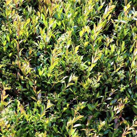 Acmena smithii 'Firescreen' pbr - Warners Nurseries