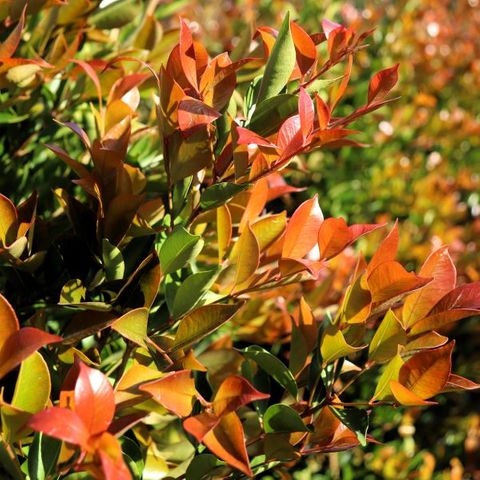 Acmena smithii 'Firescreen' pbr - Warners Nurseries