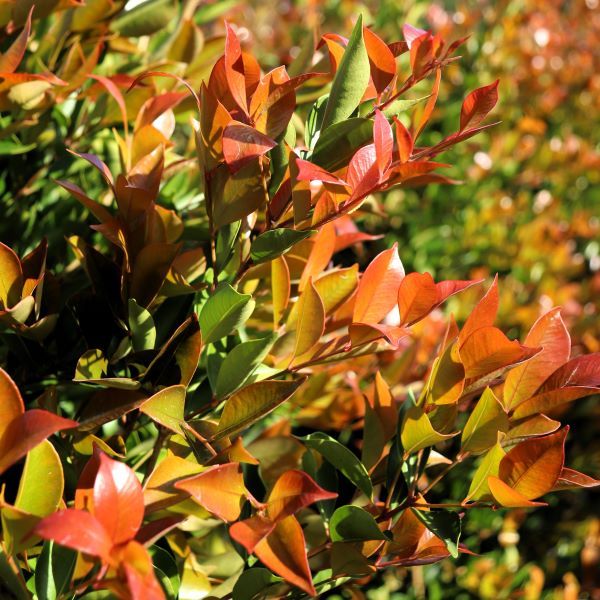 Acmena smithii 'Firescreen' pbr - Warners Nurseries