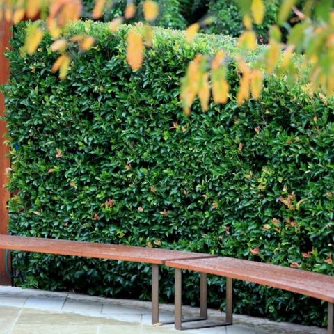 Acmena smithii 'Firescreen' pbr - Warners Nurseries