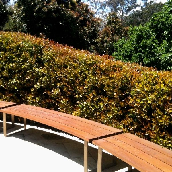 Acmena smithii 'Firescreen' pbr - Warners Nurseries