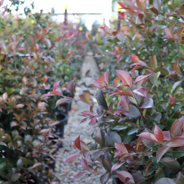 Acmena smithii 'Purple Rain' pbr - Warners Nurseries