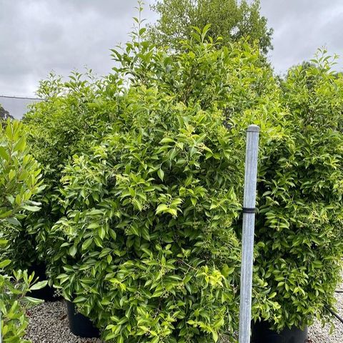 Acmena smithii 'Purple Rain' pbr - Warners Nurseries