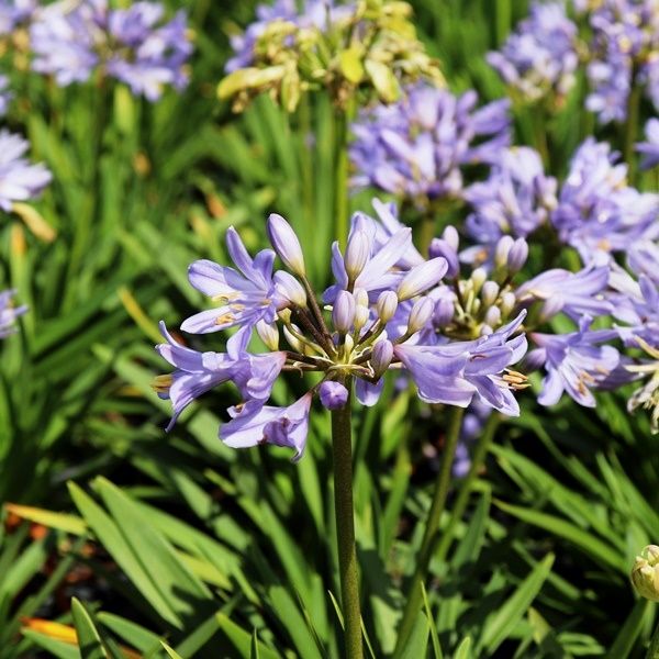 Agapanthus praecox 'Baby Pete' pbr - Warners Nurseries