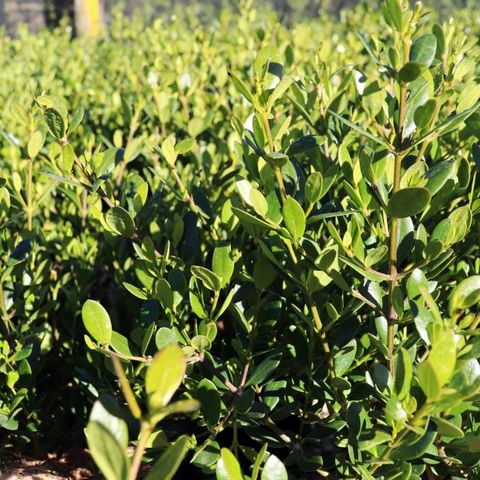 Alyxia buxifolia - Warners Nurseries