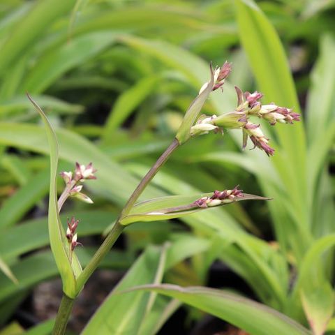 Arthropodium cirratum 'Te Puna' - Warners Nurseries