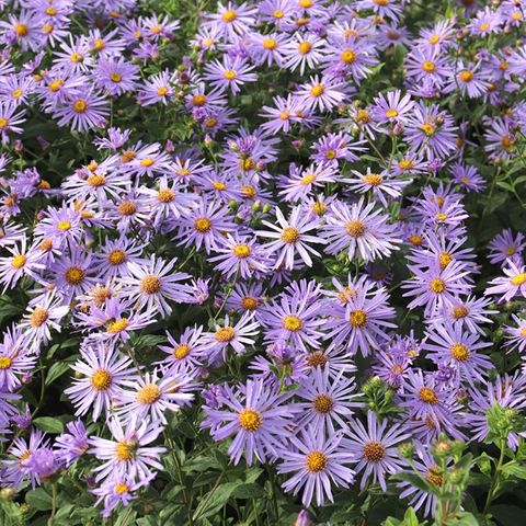 Aster x frikartii 'Monch' - Warners Nurseries