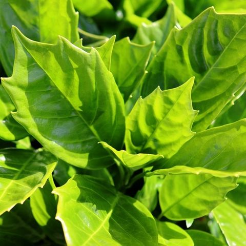 Aucuba japonica 'Rozannie' - Warners Nurseries