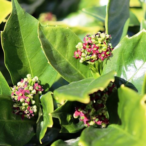 Aucuba japonica 'Rozannie' - Warners Nurseries