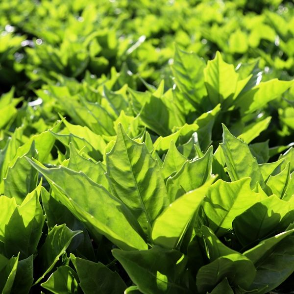 Aucuba japonica 'Rozannie' - Warners Nurseries