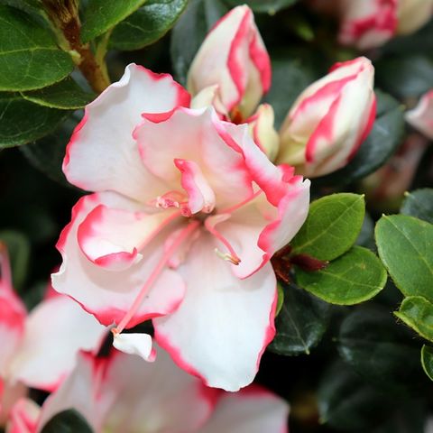 Azalea 'Candy Stripe' - Warners Nurseries