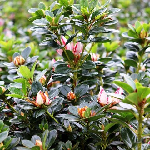 Azalea 'Candy Stripe' - Warners Nurseries
