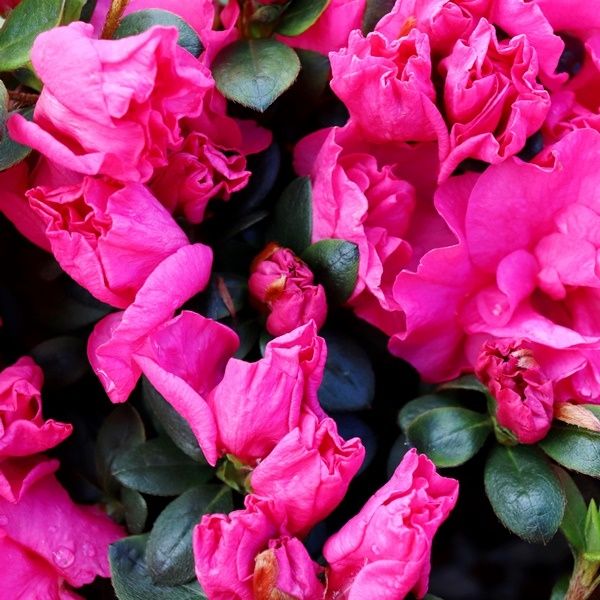 Azalea 'Charlie' - Warners Nurseries