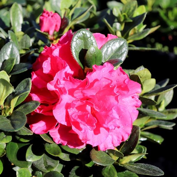 Azalea 'Charlie' - Warners Nurseries