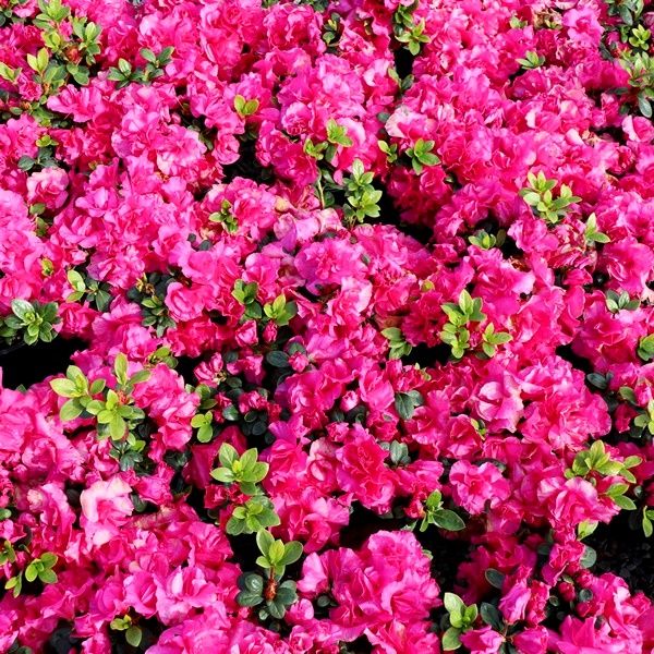 Azalea 'Charlie' - Warners Nurseries