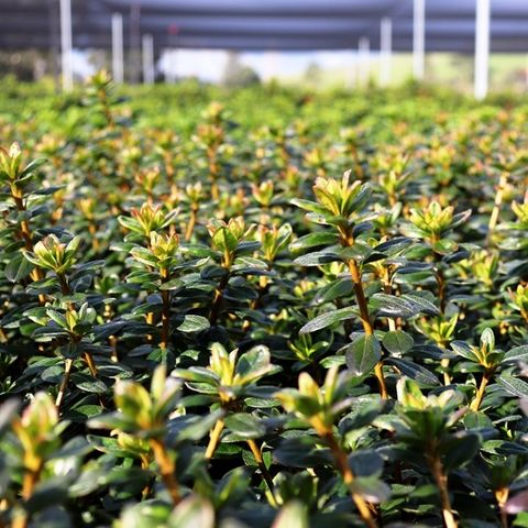 Azalea 'White Dragon' - Warners Nurseries