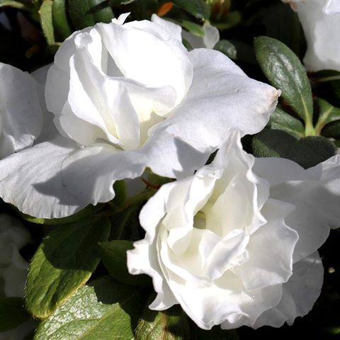 Azalea 'Aline' - Warners Nurseries