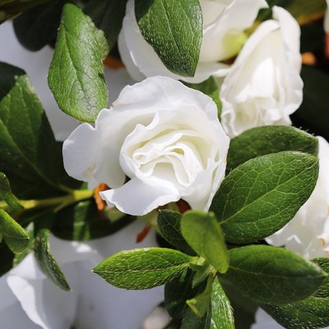 Azalea 'Aline' - Warners Nurseries