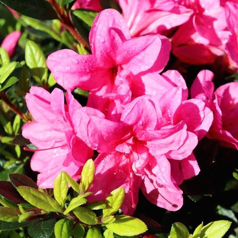 Azalea 'Luci' - Warners Nurseries