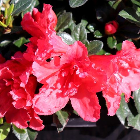 Azalea 'Flamingo' - Warners Nurseries