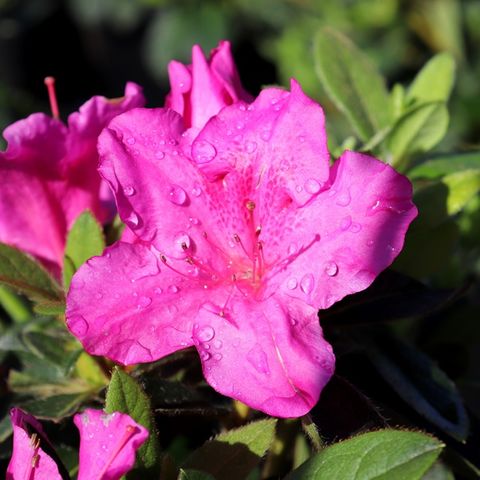 Azalea 'Flamingo' - Warners Nurseries