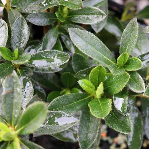 Azalea 'Easter Delight' - Warners Nurseries