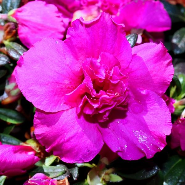 Azalea 'Flamingo' - Warners Nurseries