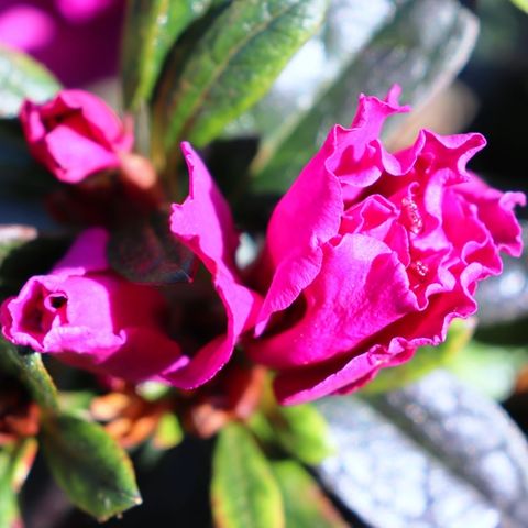 Azalea 'Flamingo' - Warners Nurseries