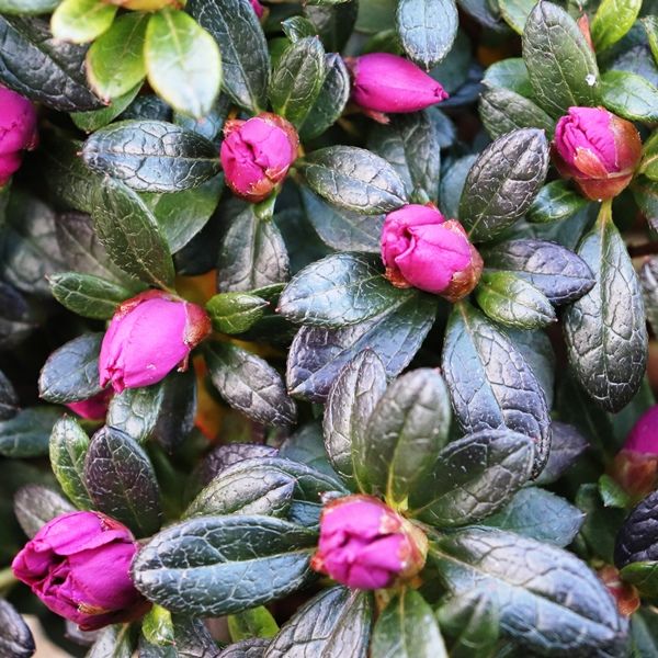 Azalea 'Flamingo' - Warners Nurseries