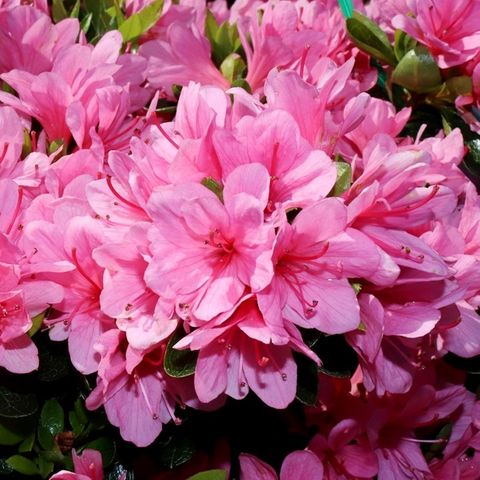Azalea 'Charlie' - Warners Nurseries