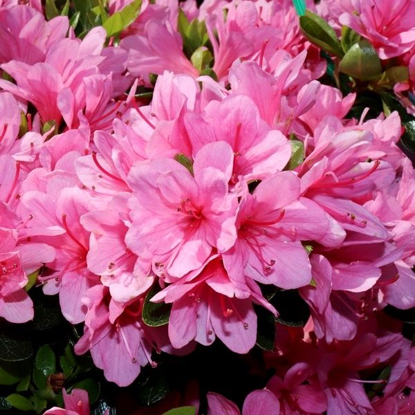 Azalea 'Kirin' - Warners Nurseries