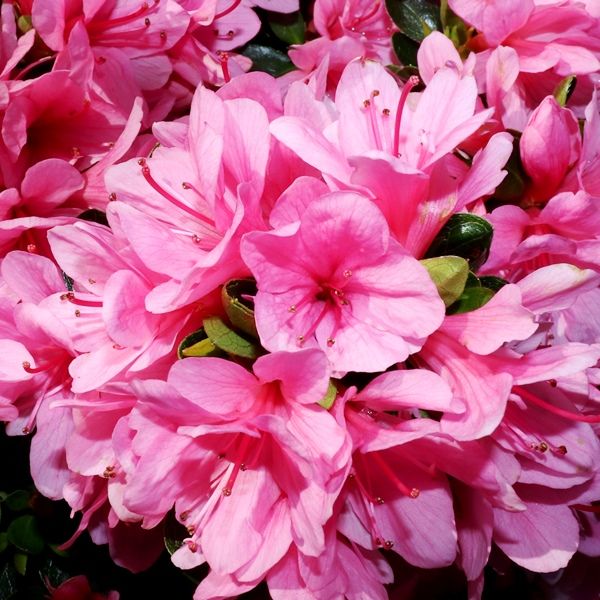 Azalea 'Kirin' - Warners Nurseries