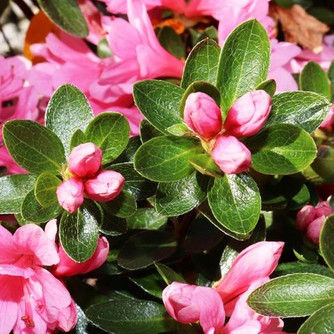 Azalea 'Kirin' - Warners Nurseries